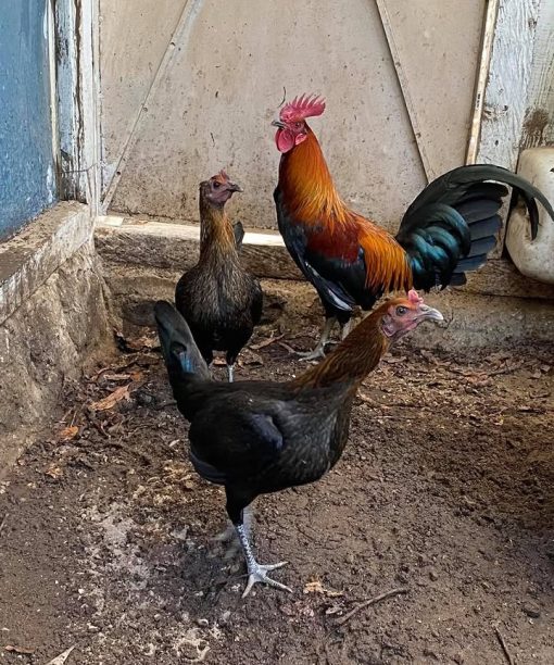 Brown Red Gamefowl for Sale - Buchous Gamefarm