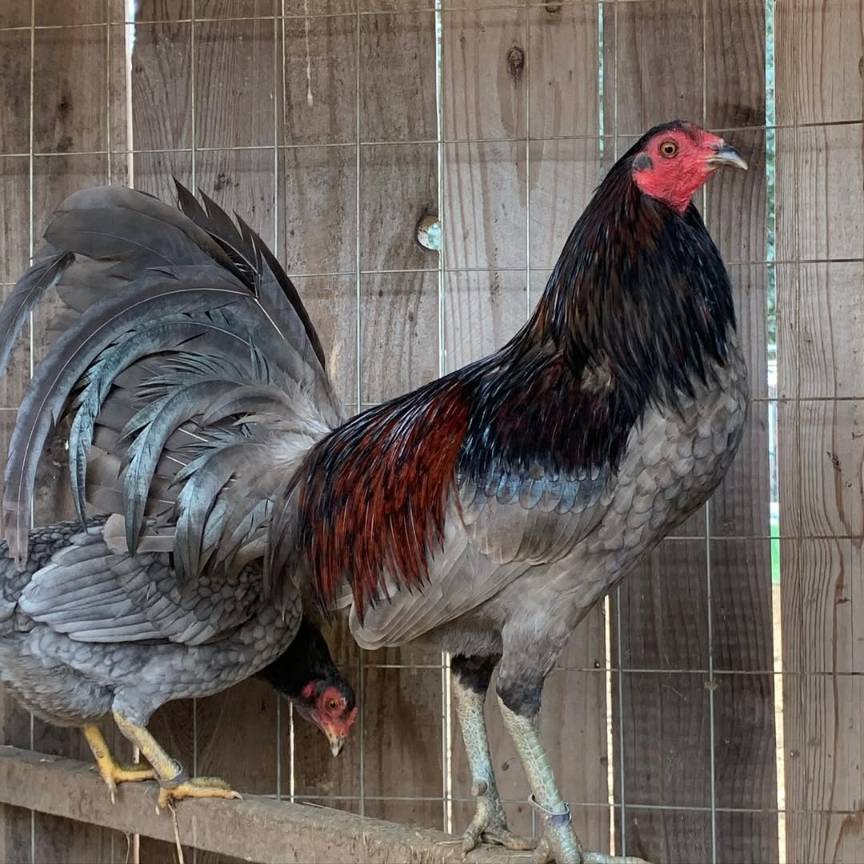 Blue mug rooster for sale - Buchous Gamefarm