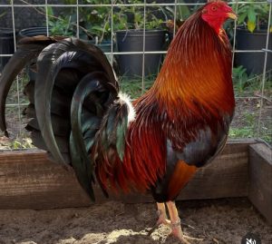 Gilmore hatch rooster for sale - Buchous Gamefarm
