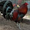 Gilmore hatch rooster for sale - Buchous Gamefarm
