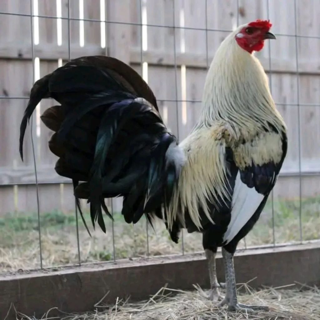 Giro Rooster for sale - Buchous Gamefarm