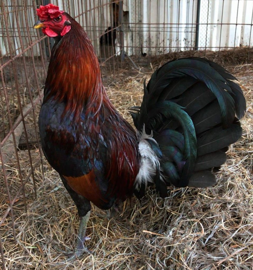 Leiper rooster for sale - Buchous Gamefarm