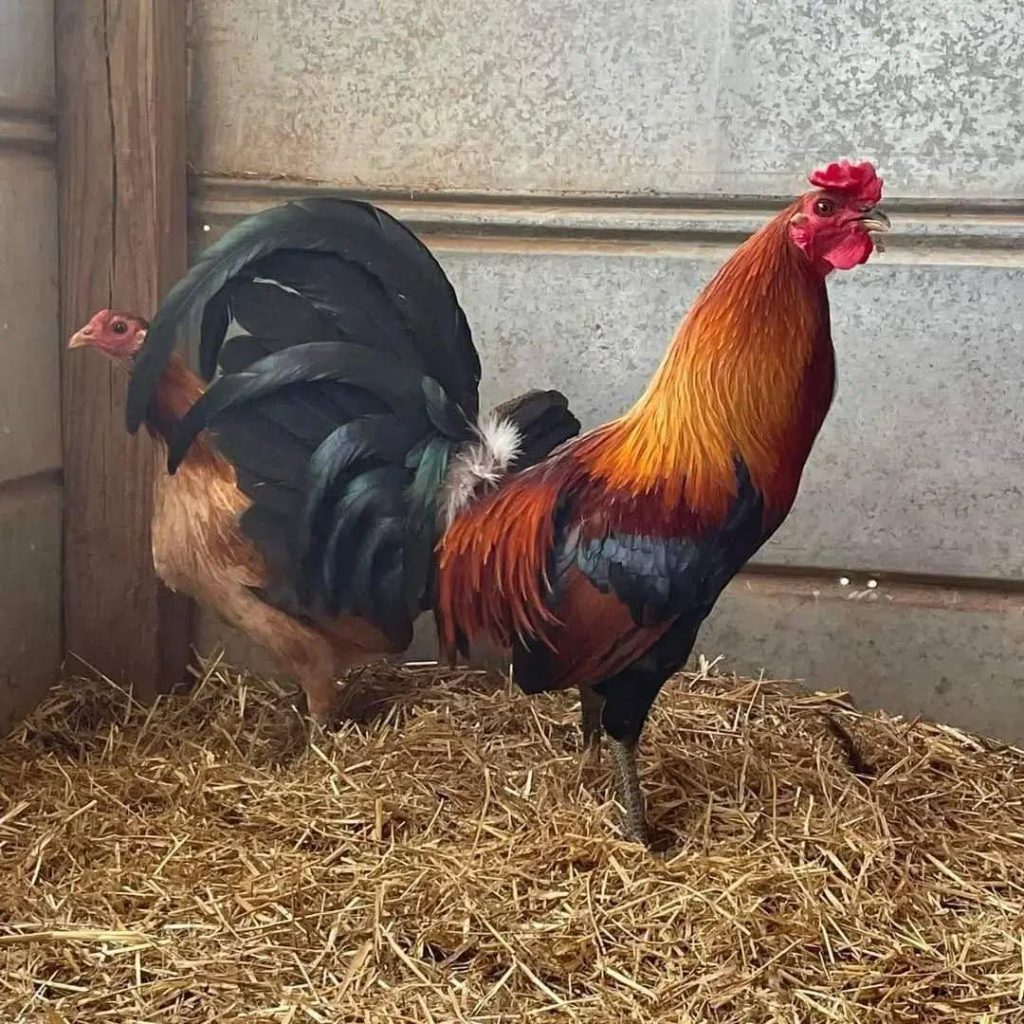 McLean Hatch Gamefowl for Sale - Buchous Gamefarm