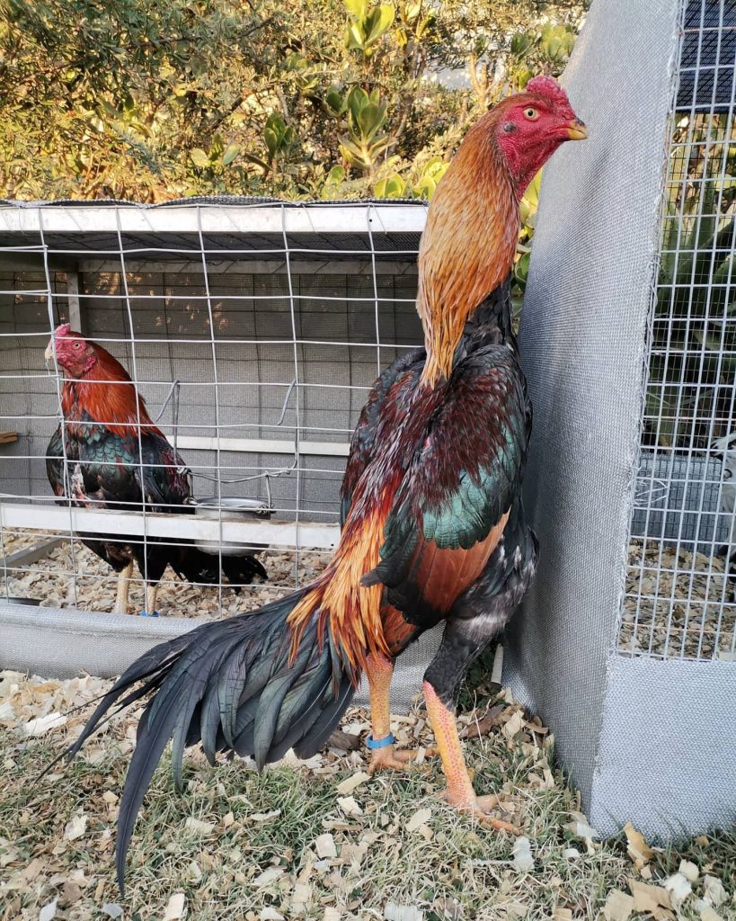 Shamo roosters for sale - Buchous Gamefarm