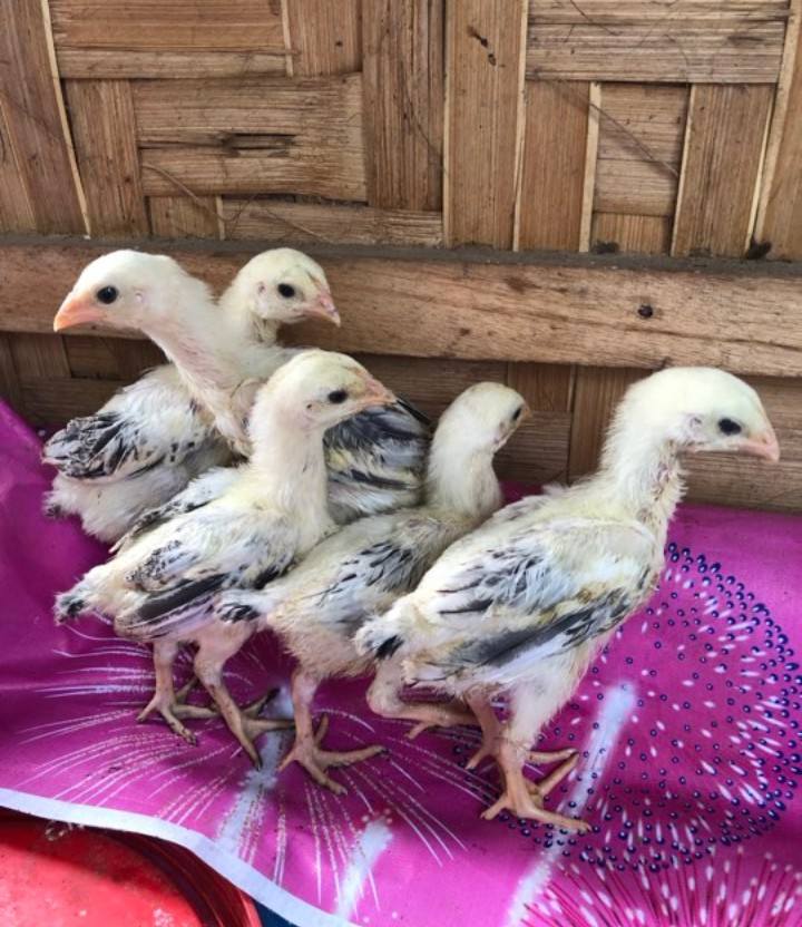 Shamo Chicks - Buchous Gamefarm
