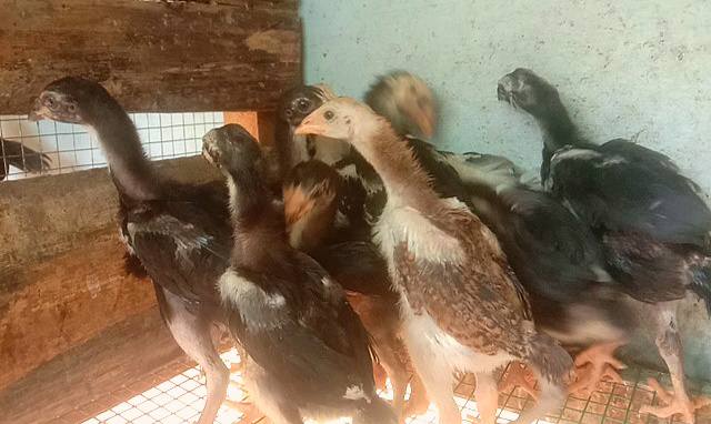 Shamo Chicks - Buchous Gamefarm