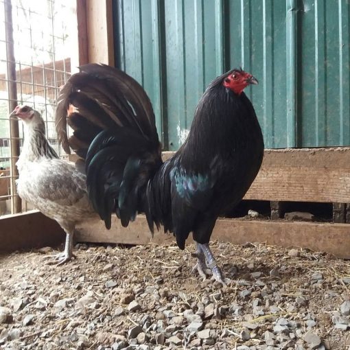 Sid Taylor gamefowl for sale - Buchous Gamefarm