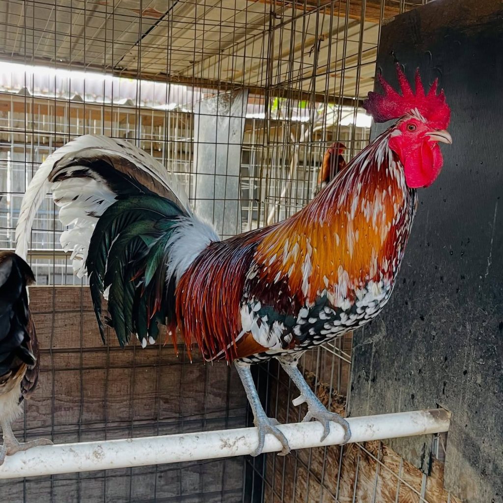 spangle hatch rooster for sale - Buchous Gamefarm